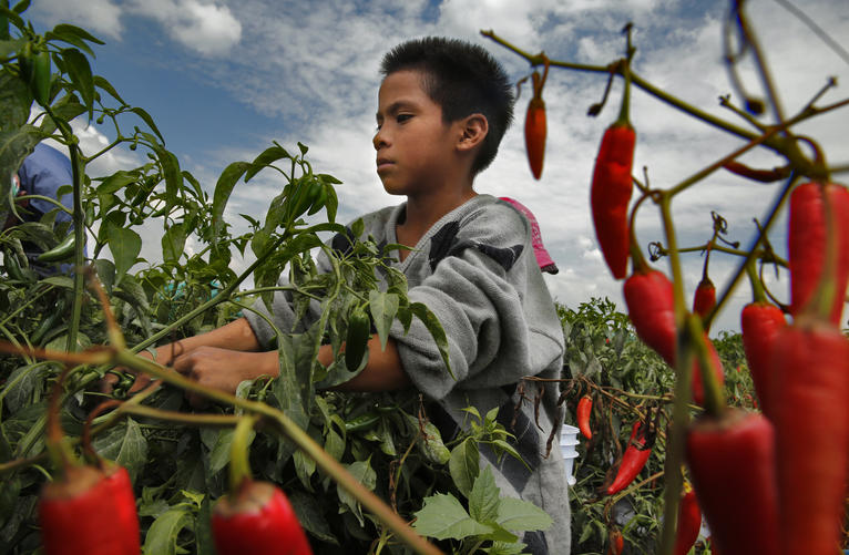 Product of Mexico: Hardship on Mexico's farms, a bounty for U.S. tables ...