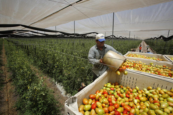 Product of Mexico: Hardship on Mexico's farms, a bounty for U.S. tables ...